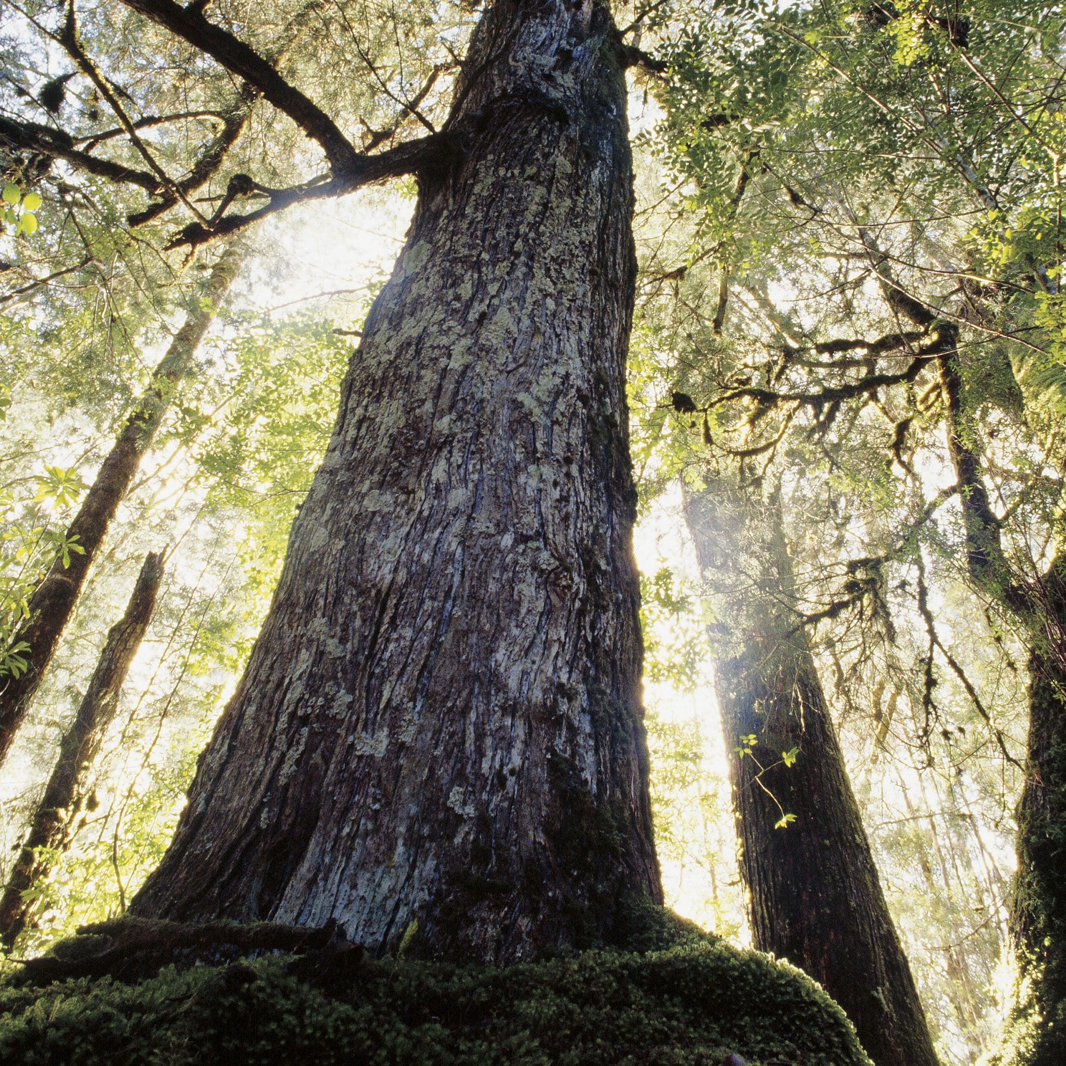 A tub fit for a prince | Tasmanian Timber
